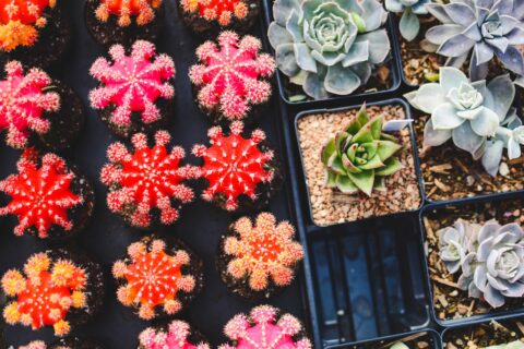 How to Grow a Succulent From Seeds (Care Guide)- Succulents Network
