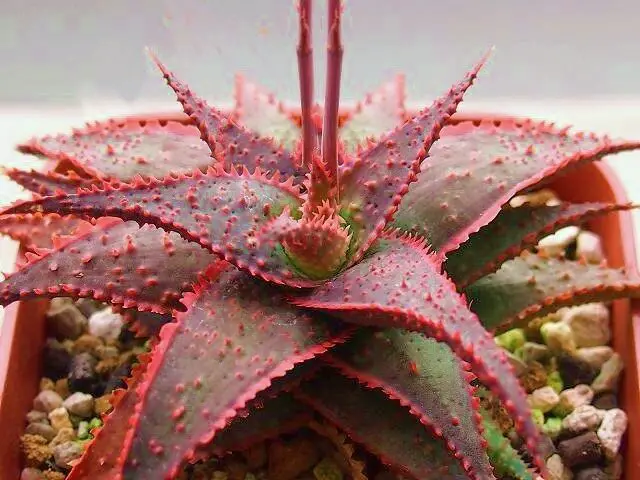 Aloe 'Christmas Carol' (Care Guide With Pictures)- Succulents Network