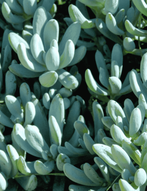 Senecio Serpens 'Blue Chalksticks' - Succulents Network
