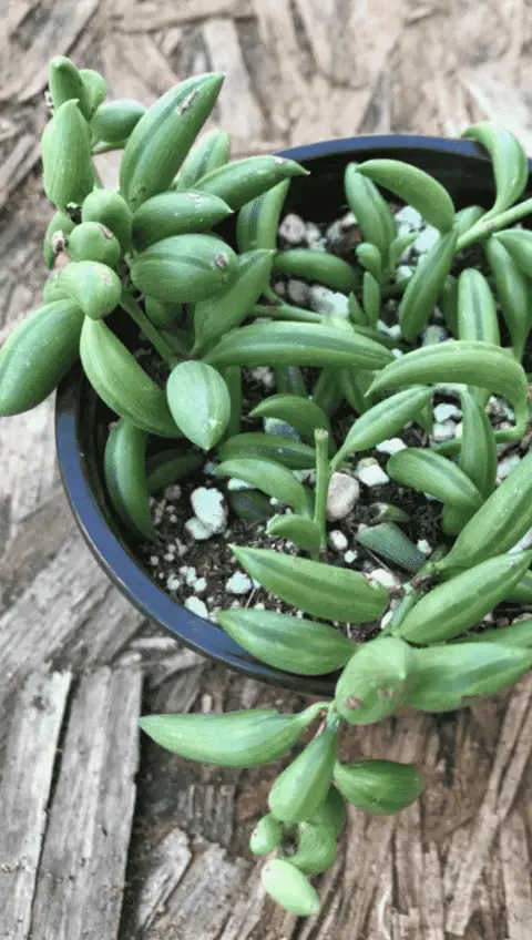 Senecio Radicans 'String of Bananas' (Care Guide) - Succulents Network