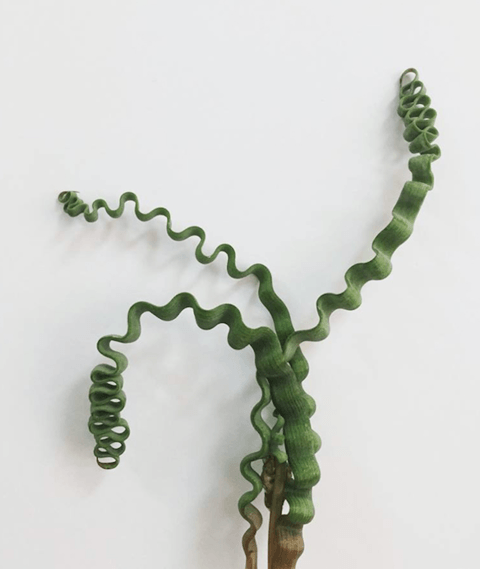 How To Care For Trachyandra Tortilis (Guide With Pictures)| Succulents ...