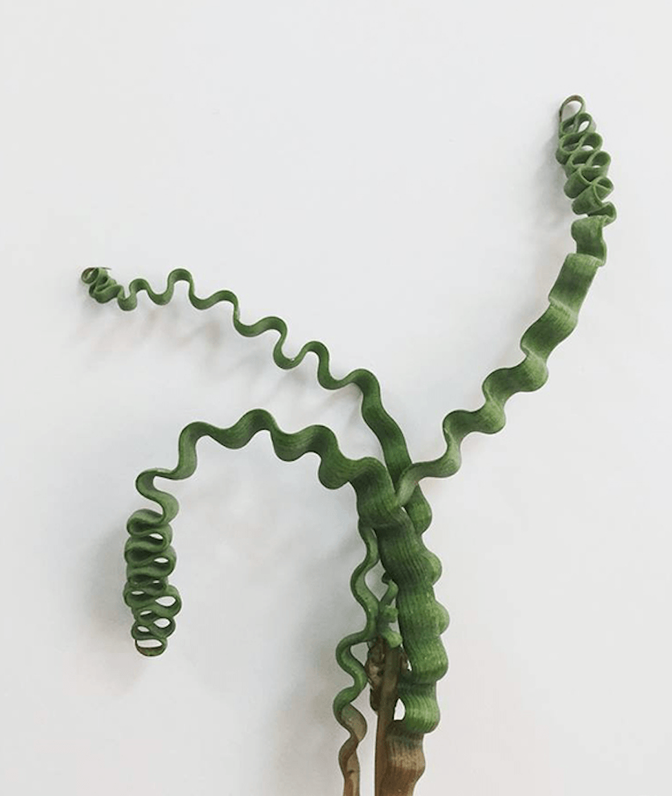 How To Care For Trachyandra Tortilis (Guide )- Succulents Network