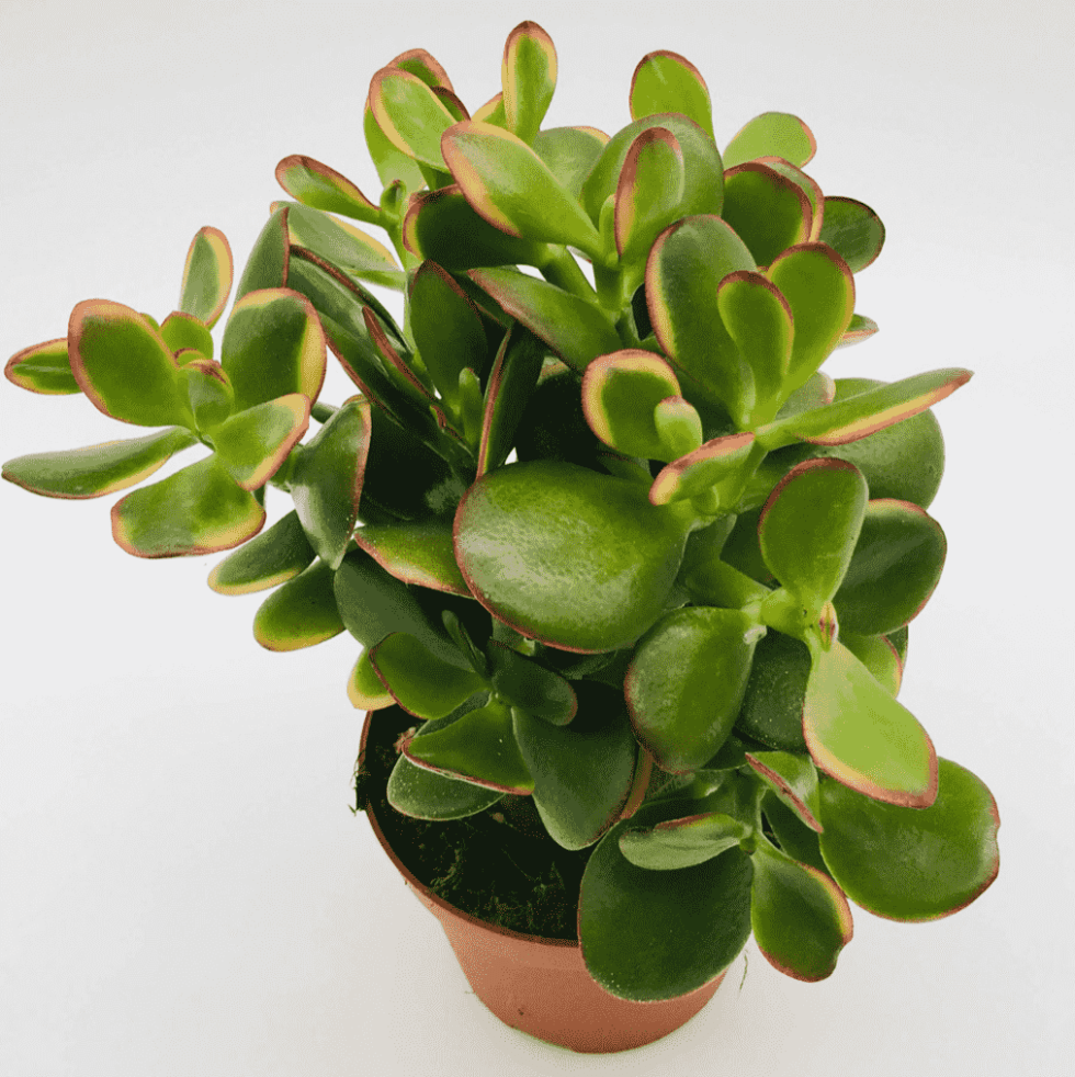Crassula Ovata 'Money Tree' (Guide With Pictures)- Succulents Network
