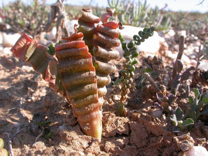 How To Care For Trachyandra Tortilis (Guide With Pictures)| Succulents ...