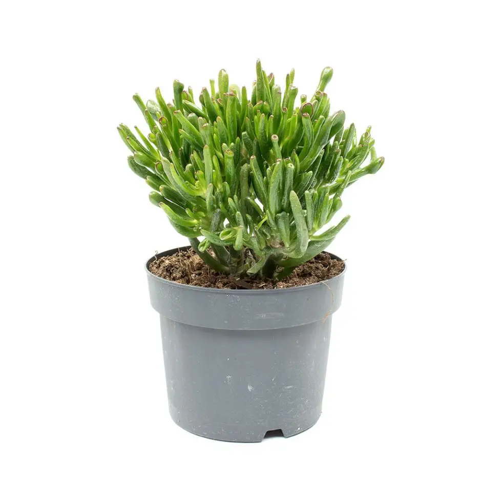 Crassula Ovata 'Gollum Jade' (Illustrated Care Guide)- Succulents Network