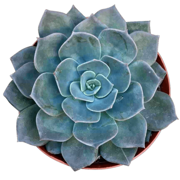9 Amazing Blue Succulents (Guide With Pictures) | Succulents Network