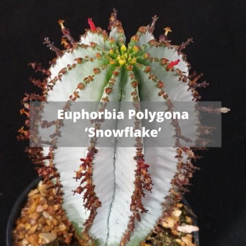 13 Rarest Cactus Plants In The World (With Pictures) - Succulents Network