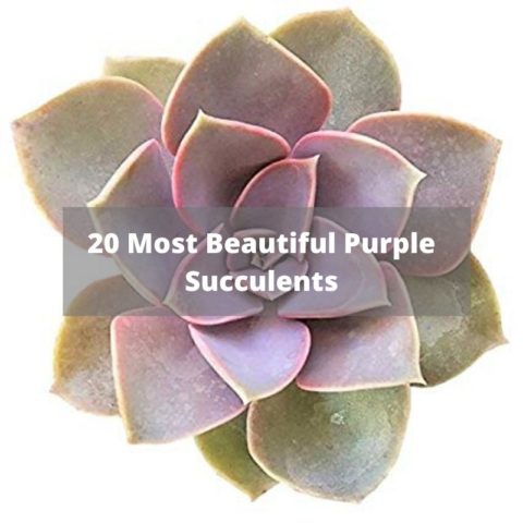 13 Rarest Cactus Plants In The World (With Pictures) - Succulents Network
