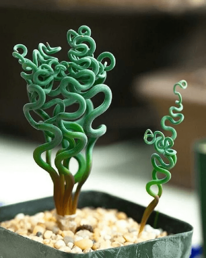 What Is A Trachyandra Tortilis? (Guide With Pictures)- Succulents Network