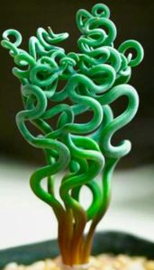 What Is A Trachyandra Tortilis? (Guide With Pictures)- Succulents Network