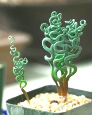 What Is A Trachyandra Tortilis? (Guide With Pictures)| Succulents Network