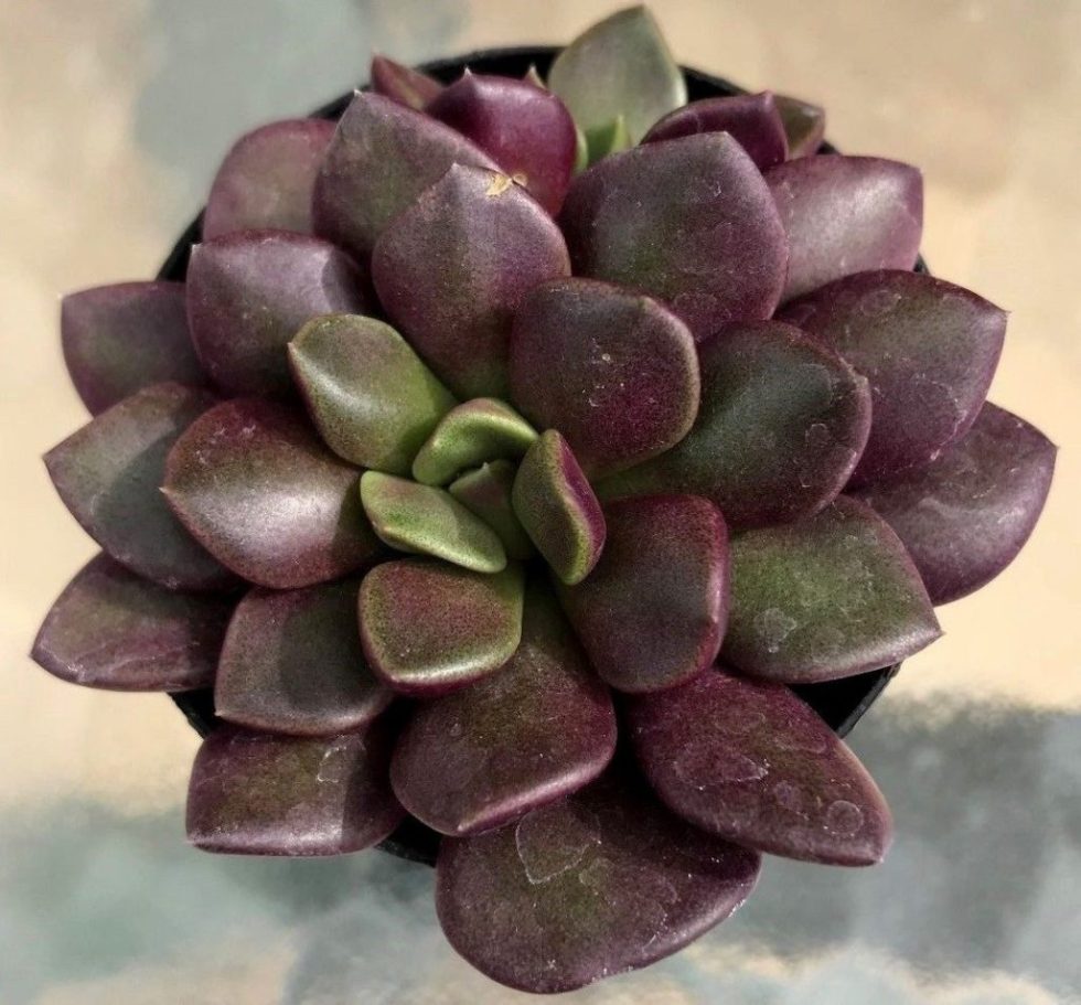 Top 20 Most Beautiful Purple Succulents In The World - Succulents Network