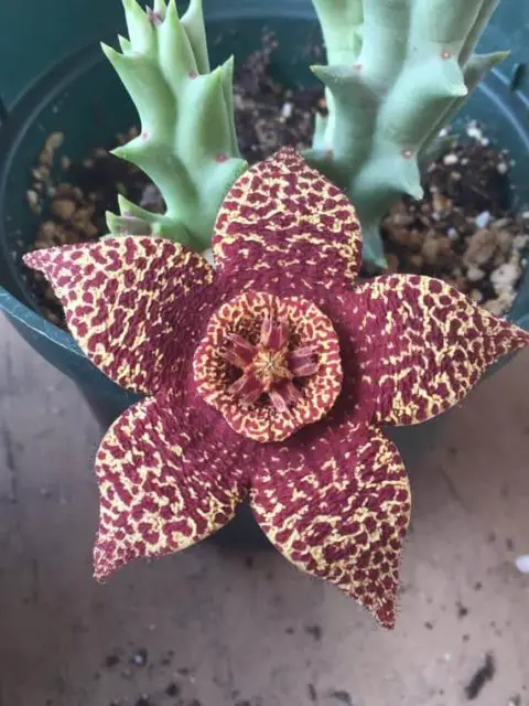 Stapelia Cactus Plant Care (Guide With Pictures)| Succulents Network
