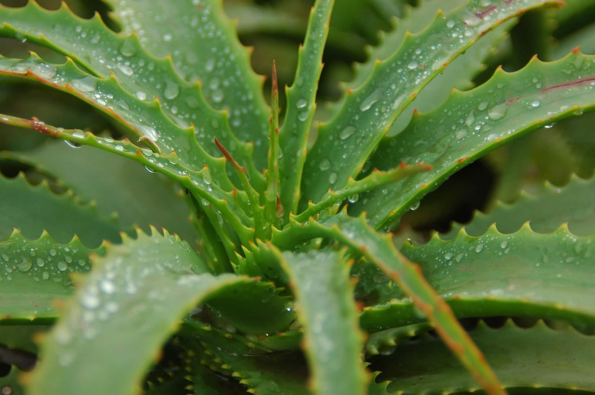 How To Care For An Aleo Plant | Succulents Network