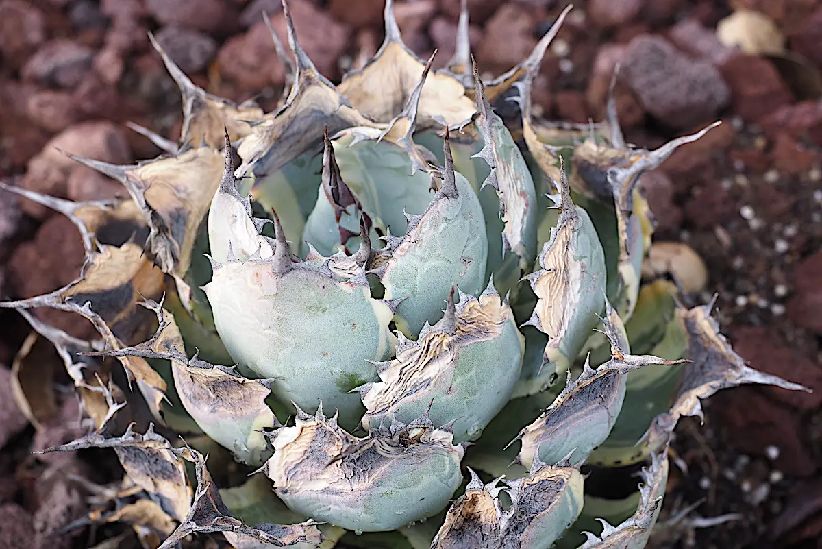 Succulent Sunburn In-Depth Guide (With Pictures) | Succulents Network