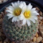 13 Rarest Cactus Plants In The World (With Pictures) - Succulents Network