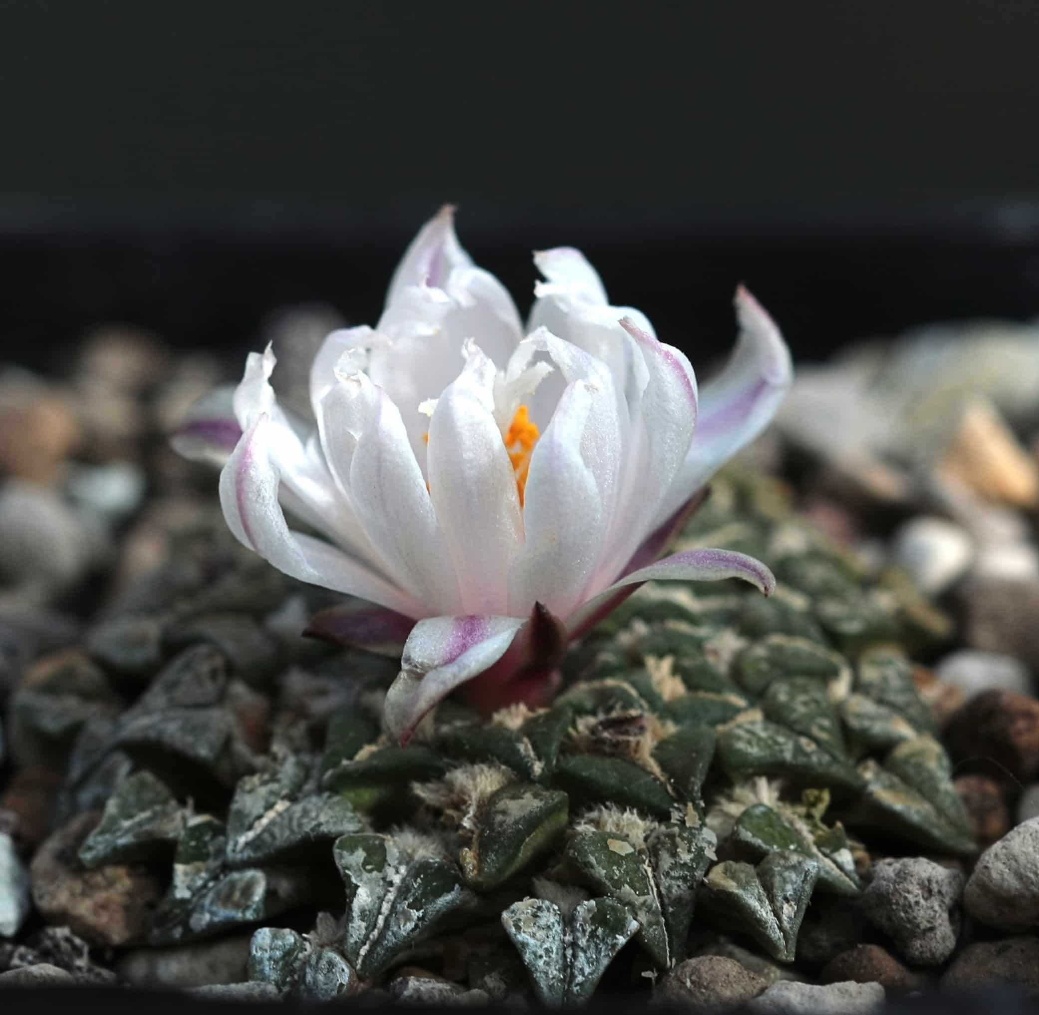 Ariocarpus Kotschoubeyanus (With Pictures)- Succulents Network