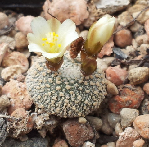 13 Rarest Cactus Plants In The World (With Pictures) - Succulents Network