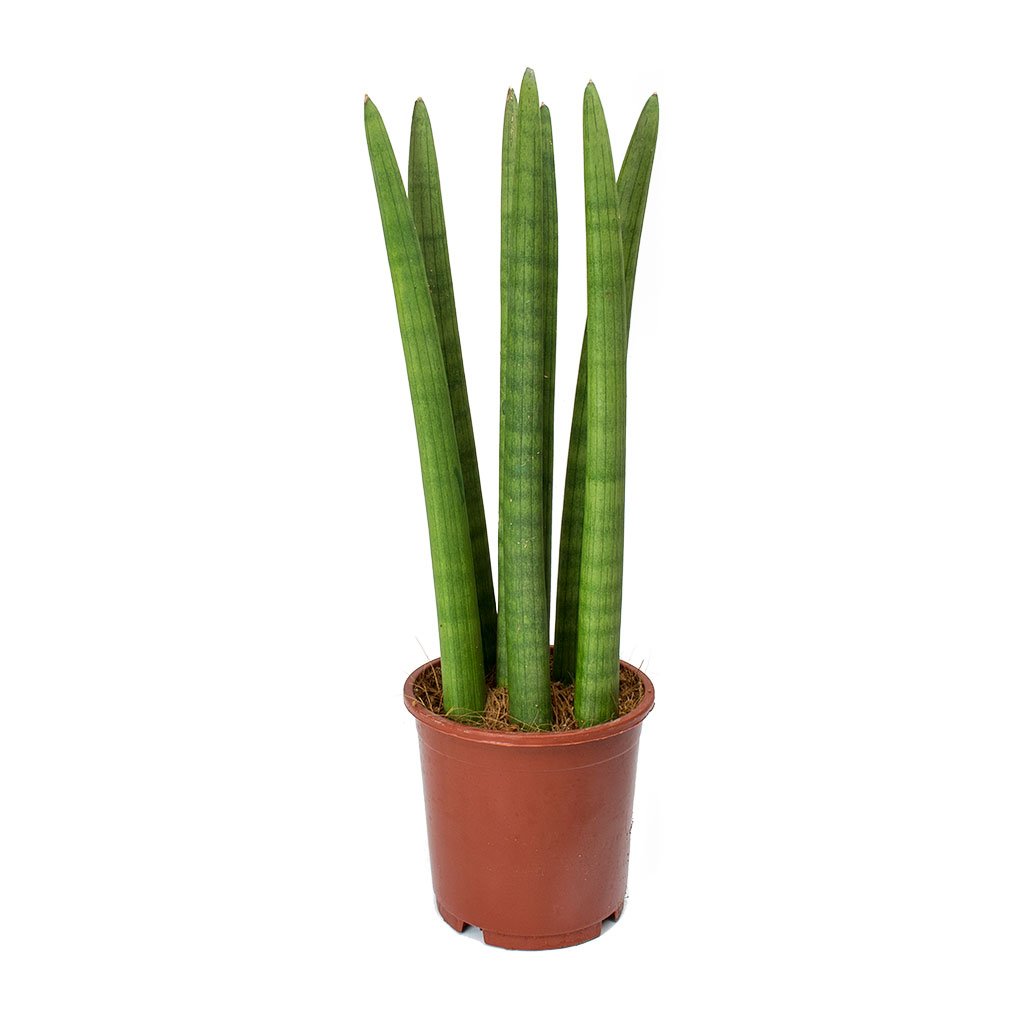 Types Of Snake Plant With Pictures Succulents Network Types Of Snake Plant With Pictures Succulents Network