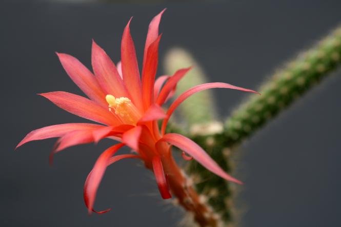 13 Rarest Cactus Plants In The World (With Pictures) | Succulents Network