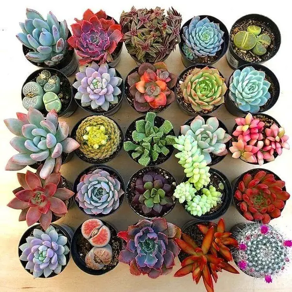 How To Make Succulents Change Colours? (Guide)| Succulents Network