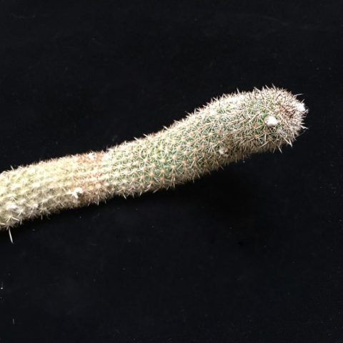 13 Rarest Cactus Plants In The World (With Pictures) - Succulents Network