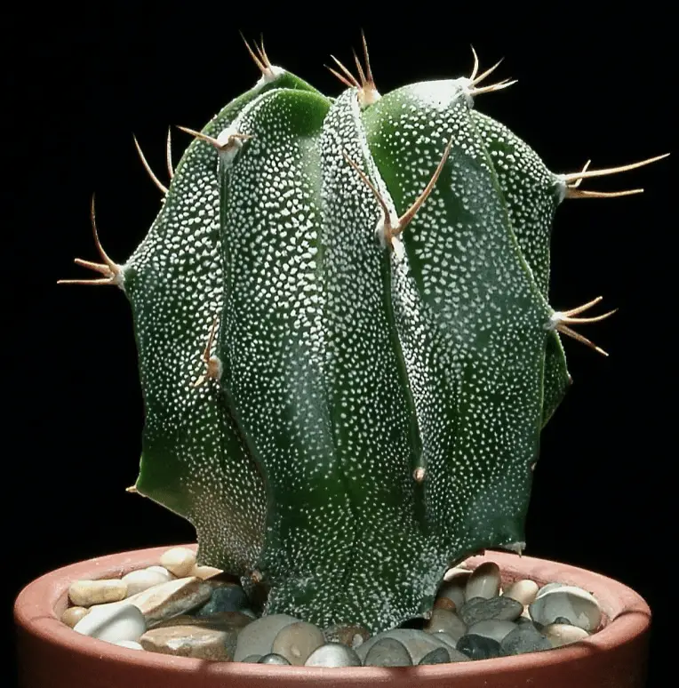 Astrophytum Ornatum ‘Star Plant’ - Succulents Network