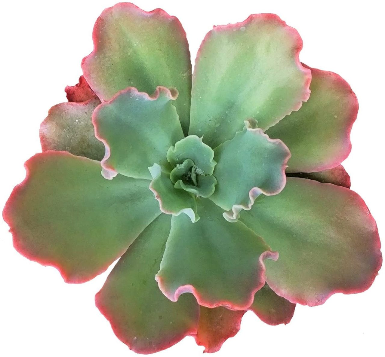 Echeveria ‘Crinoline Ruffles’ (Care Guide)- Succulents Network