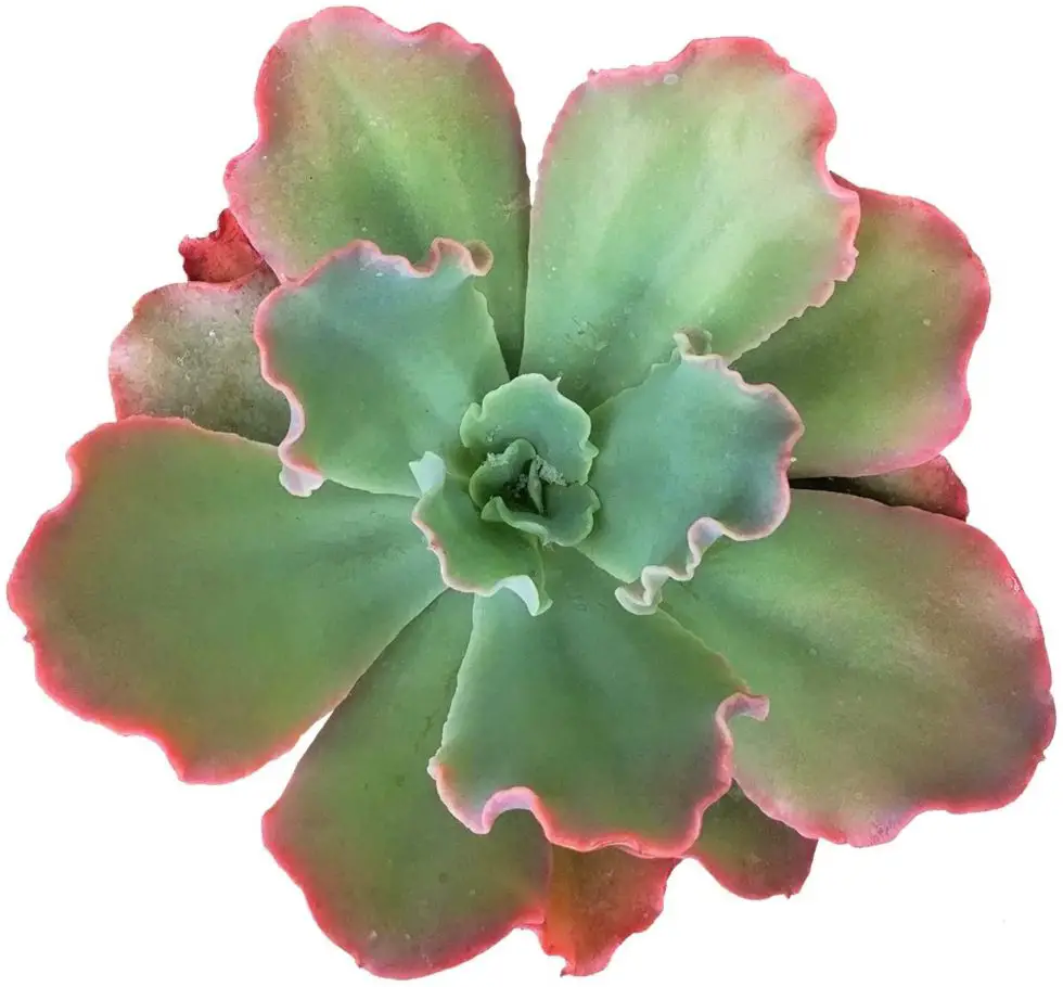 Echeveria ‘Crinoline Ruffles’ (Care Guide)- Succulents Network