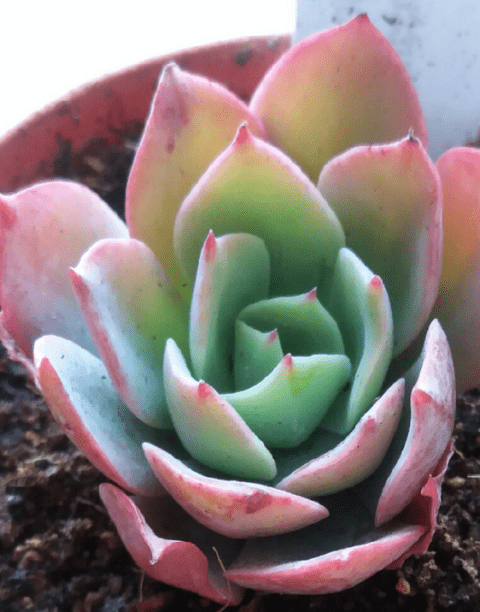 Echeveria ‘Ed Hummel’ (Care Guide With Pictures) - Succulents Network