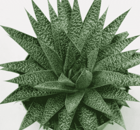 X Gasteraloe 'Flow' (With Pictures)- Succulents Network