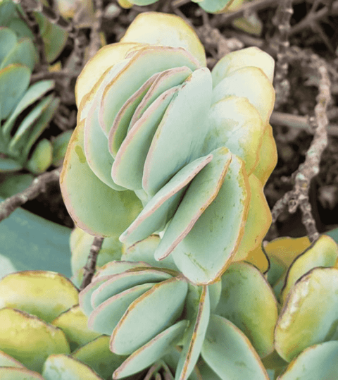 Kalanchoe Marnieriana 'Marnier's Kalanchoe' - Succulents Network