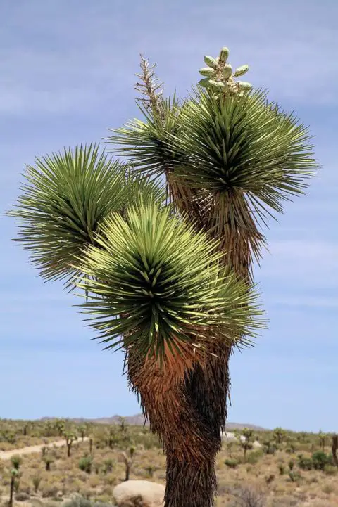 Yucca Brevifolia 'Joshua Tree' - Succulents Network