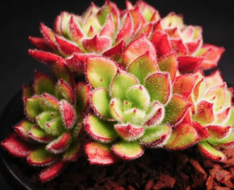 Echeveria ‘Giant Mexican Firecracker’ (Care Guide)- Succulents Network