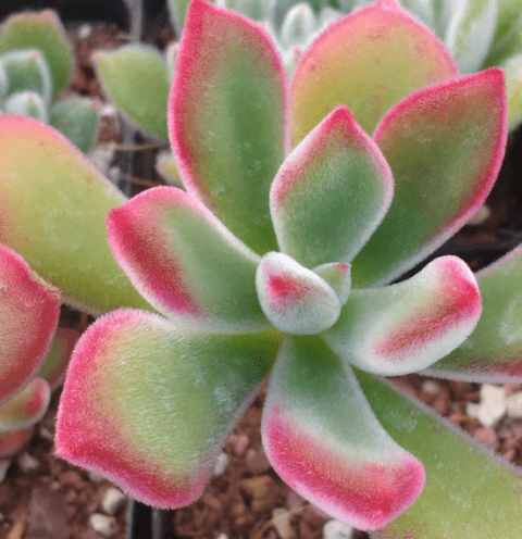 Echeveria Pulvinata ‘Ruby' (Care Guide)- Succulents Network