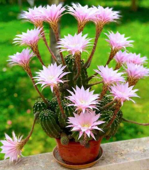 Echinopsis Oxygona 'Easter Lily Cactus' - Succulents Network