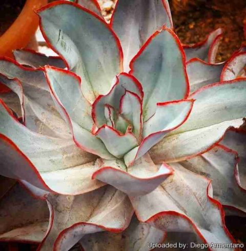 Echeveria Subrigida ‘Fire and Ice’ - Succulents Network