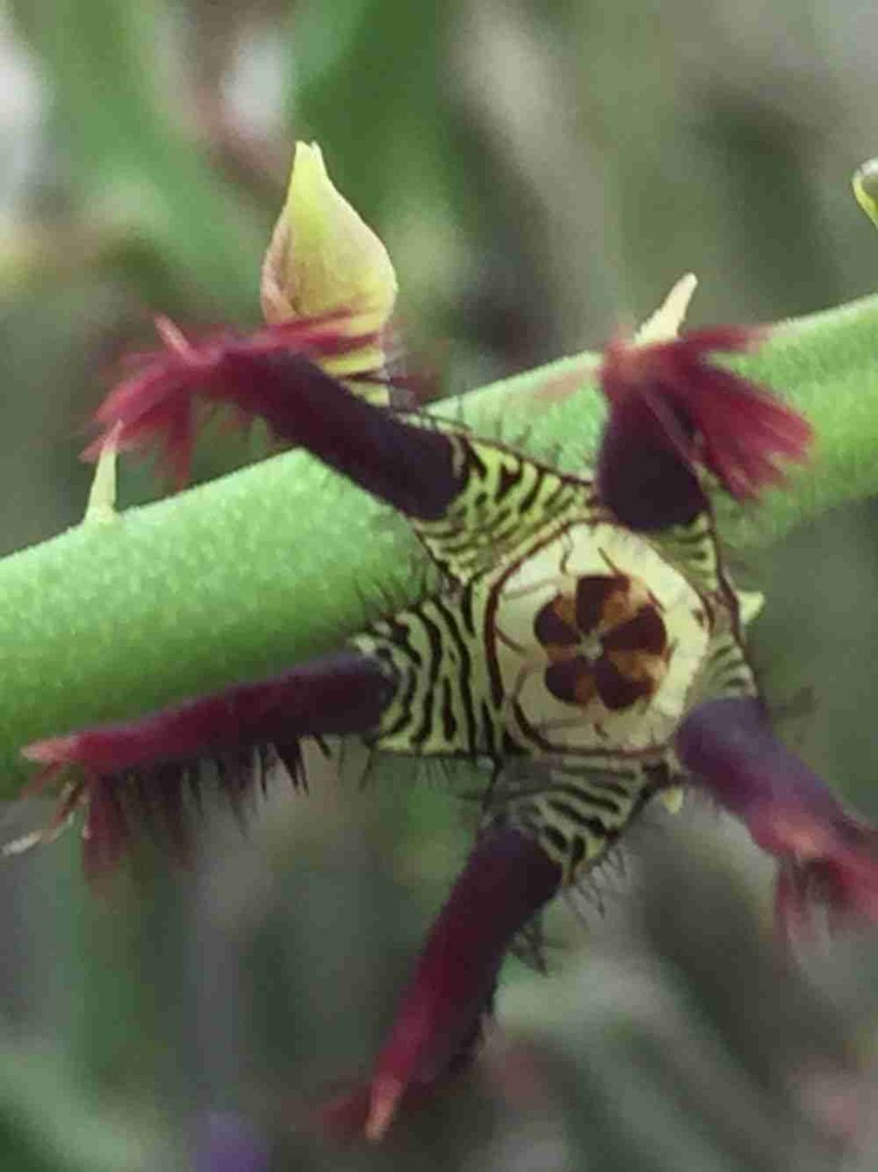 Caralluma Adscendens (Guide With Pictures)- Succulents Network