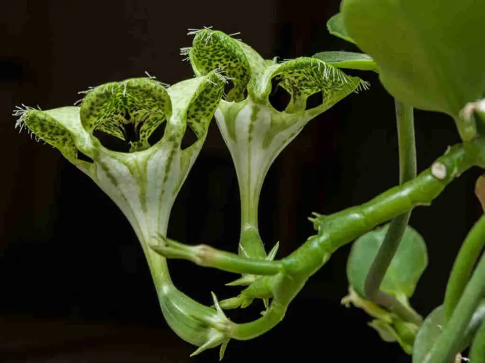 Ceropegia Sandersonii 'Parachute Plant' (Guide)- Succulents Network