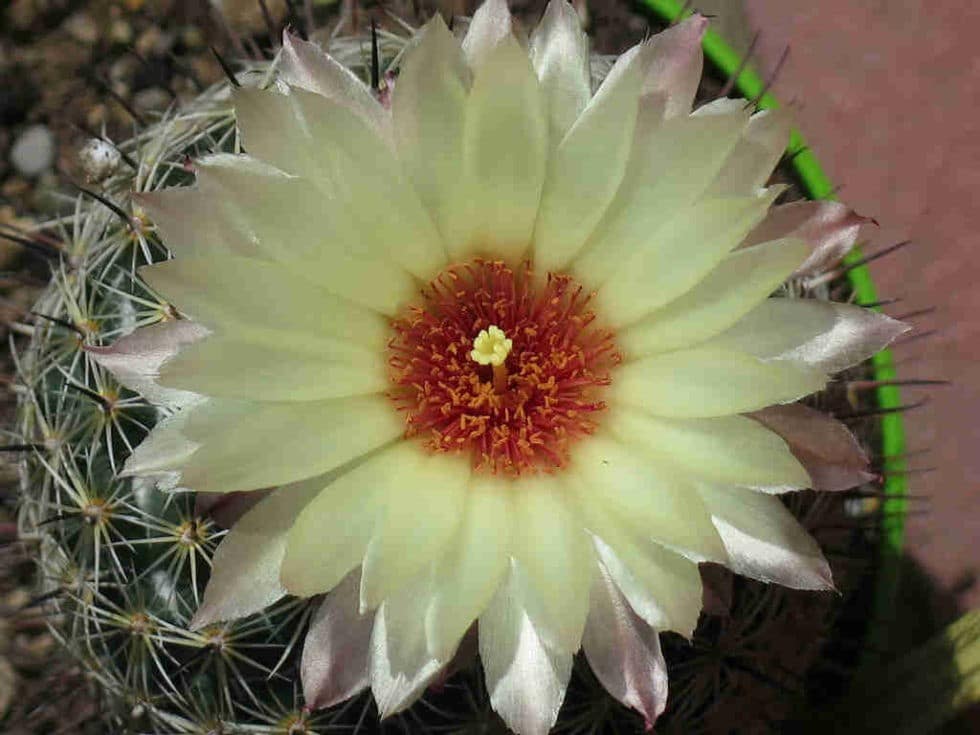 Coryphantha Cornifera (Care Guide With Pictures)- Succulents Network