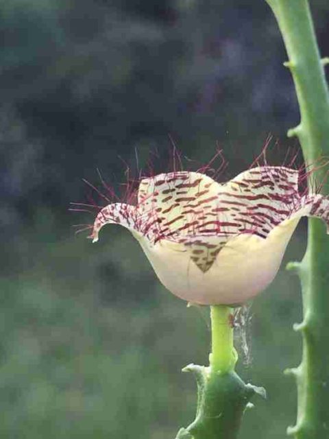 Caralluma Pauciflora (Care Guide With Pictures) - Succulents Network