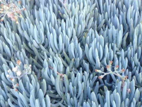 Top 11 Most Beautiful Blue Succulents (With Pictures)- Succulents Network