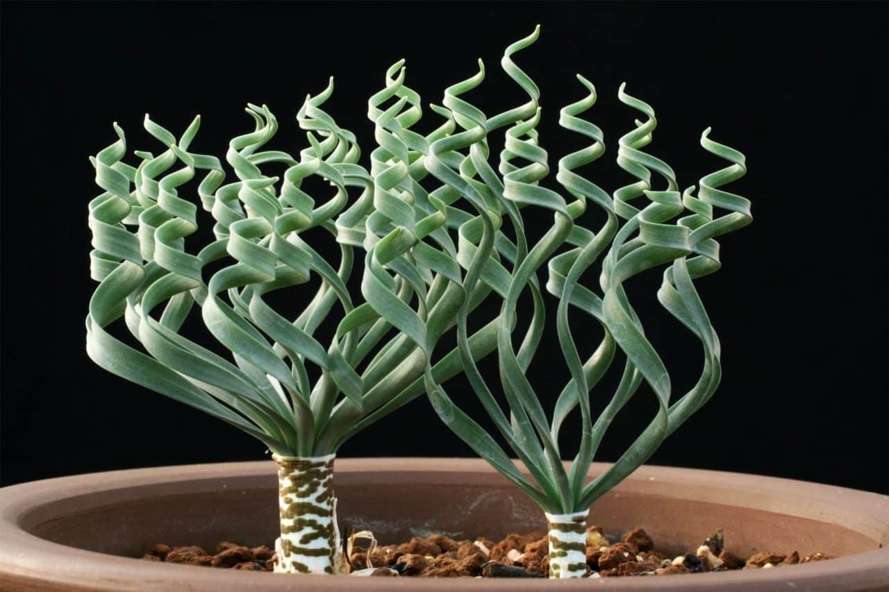 What Is A Trachyandra Tortilis? (Guide With Pictures)- Succulents Network