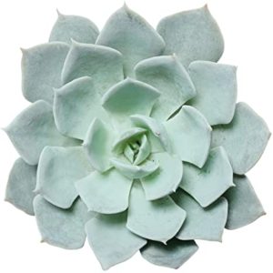 Top 11 Most Beautiful Blue Succulents (With Pictures)- Succulents Network