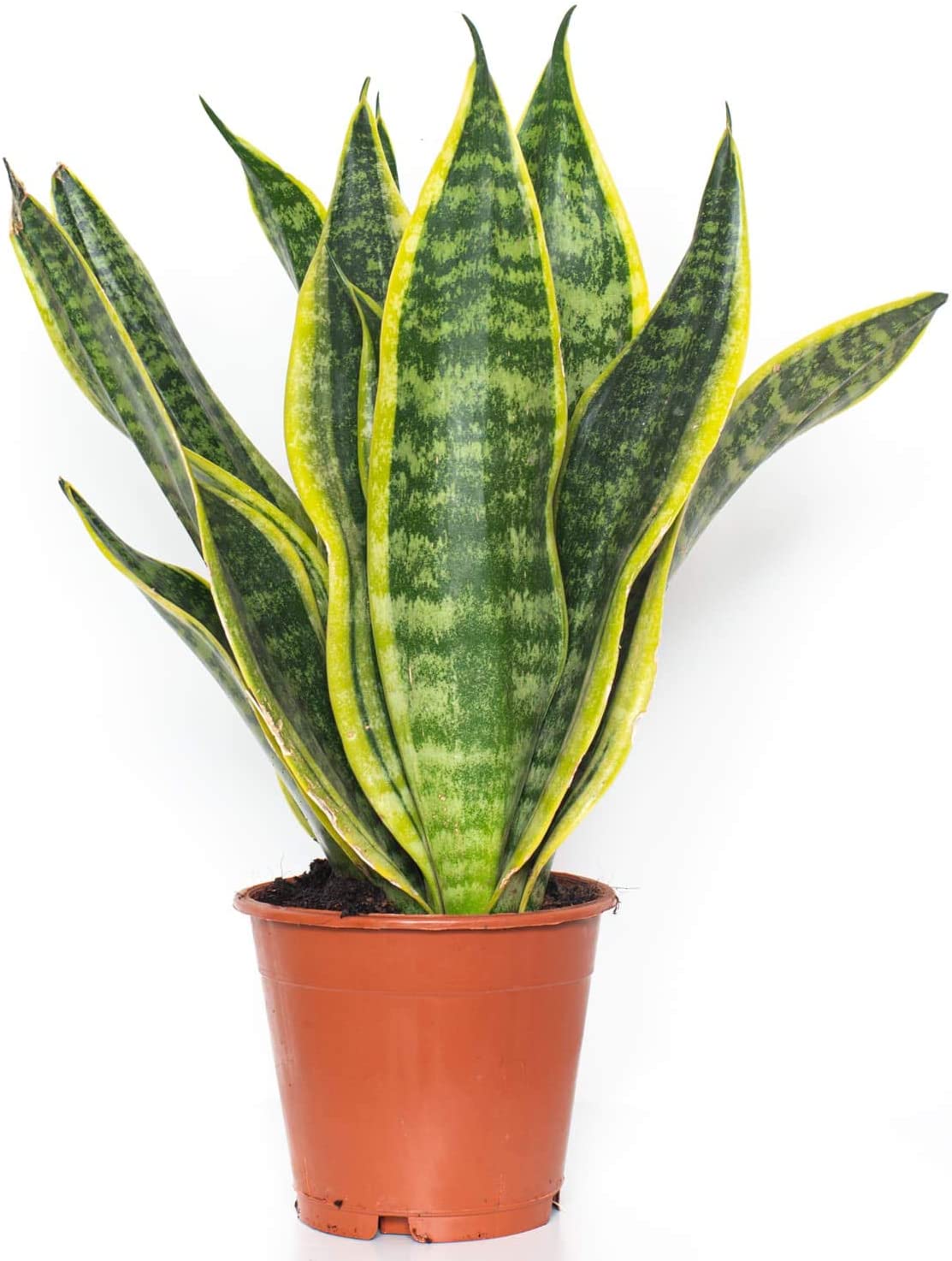 Types Of Snake Plant With Pictures Succulents Network