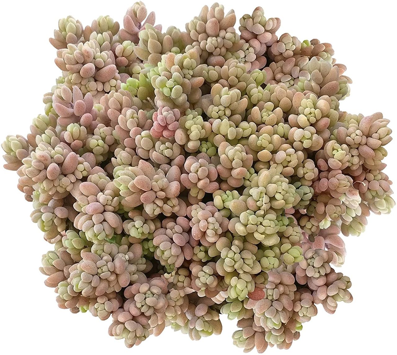 Top 20 Most Beautiful Purple Succulents In The World - Succulents Network