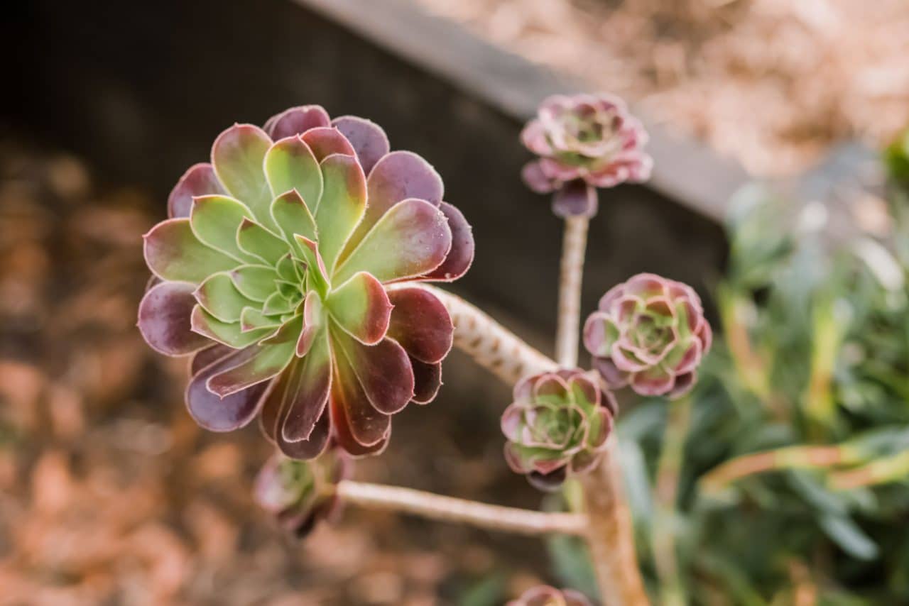 Succulents Growing Long Stem Guide - Succulents Network