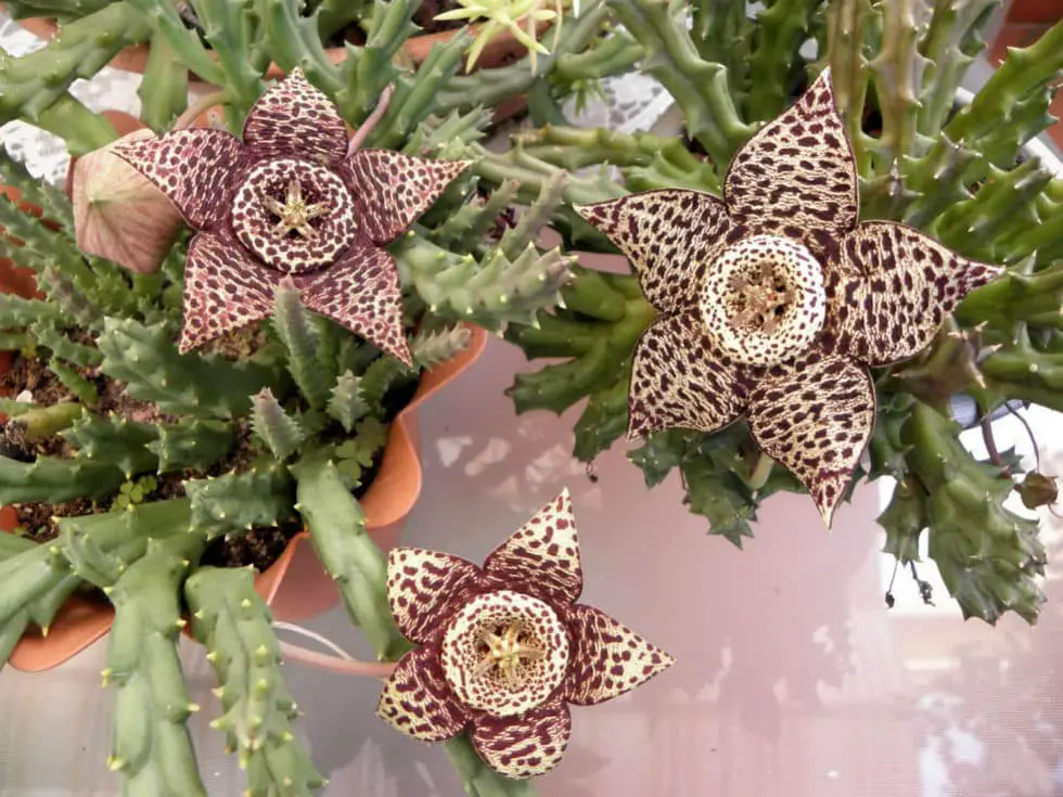 Stapelia Cactus Plant Care (Guide With Pictures)- Succulents Network