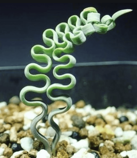 How To Care For Trachyandra Tortilis (Guide )- Succulents Network