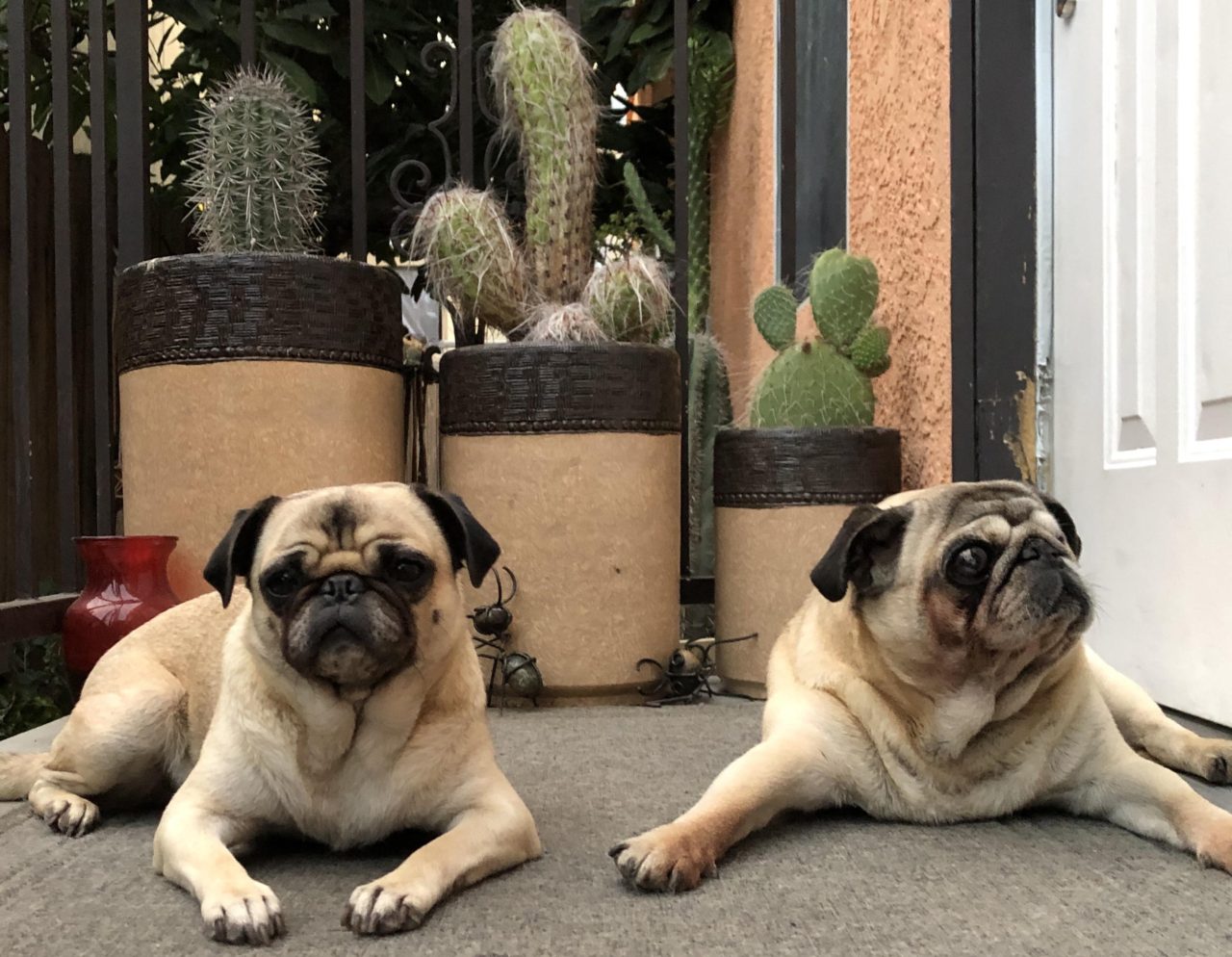 Are Cactuses Poisonous to Dogs? - Succulents Network